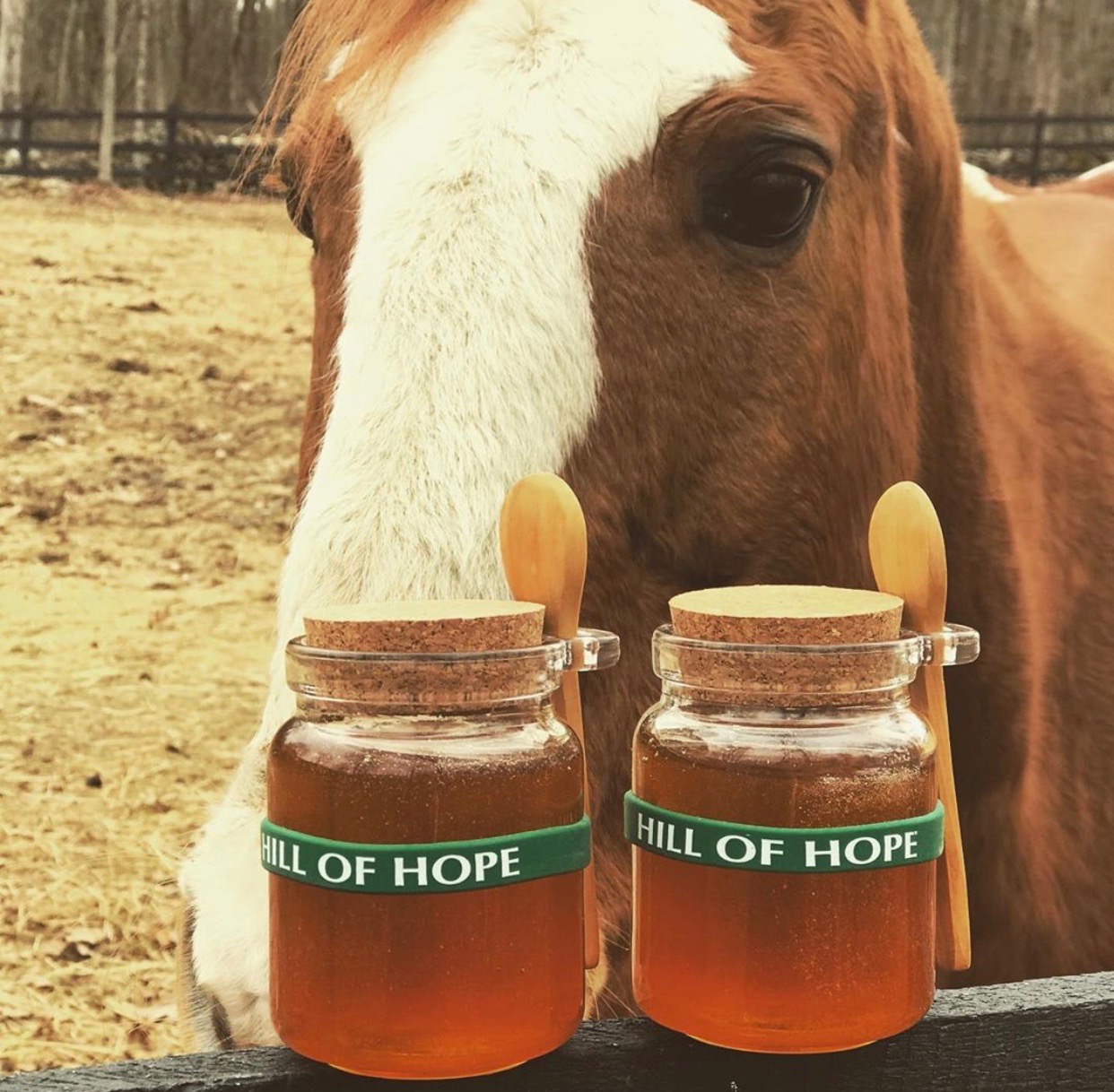 The Equus Effect at High Watch Recovery