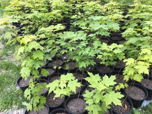 The High Watch Farm - High Watch Recovery Center