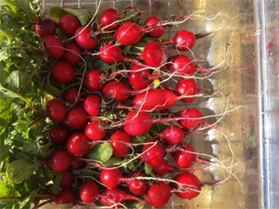 The High Watch Farm - High Watch Recovery Center